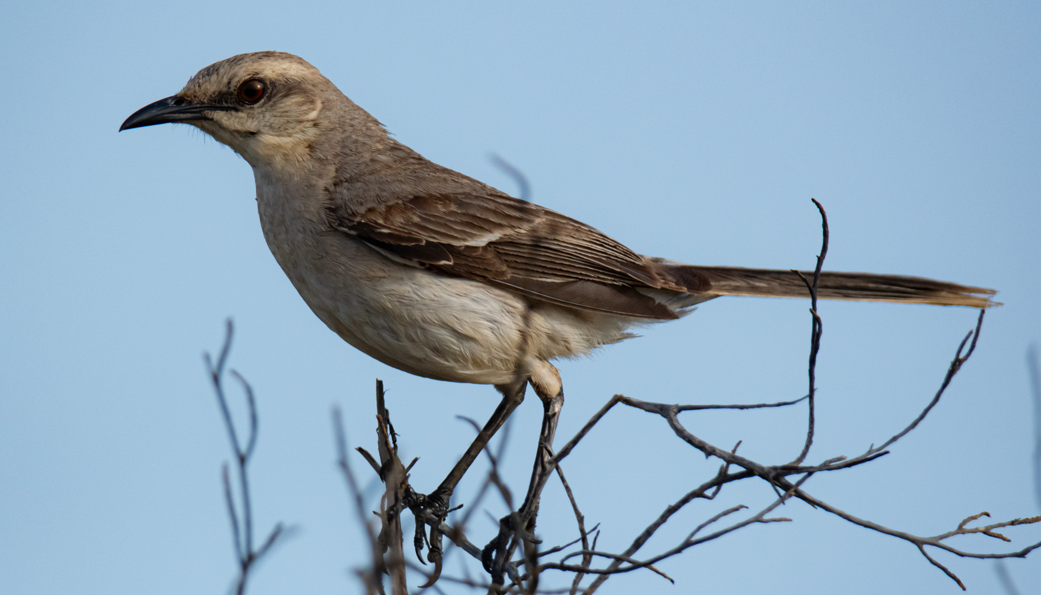 Tropical Mockingbird – Birds of Bonaire – Bonaire Today